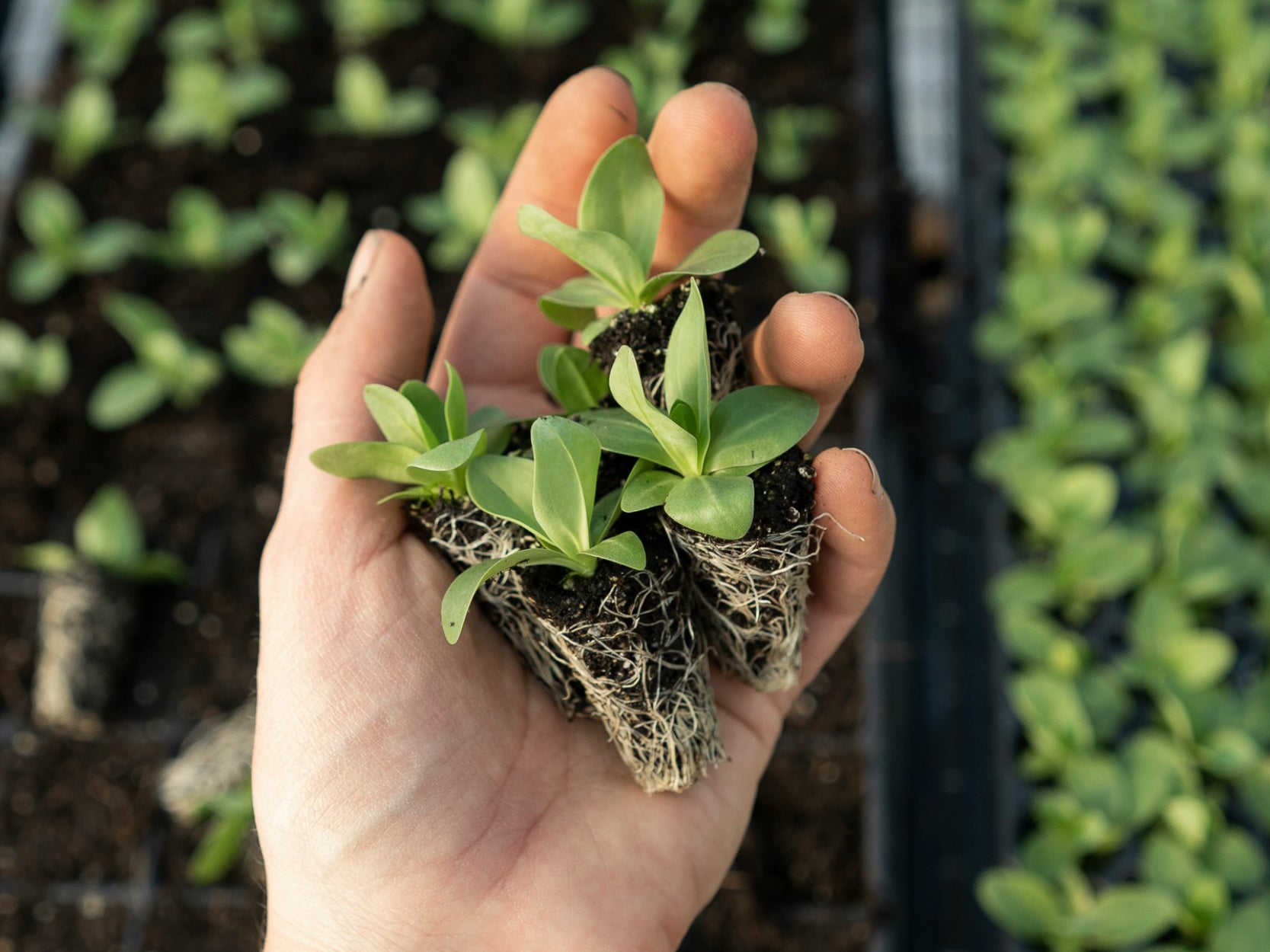 Grow Your Own | Zoars Ark Pet Superstore
