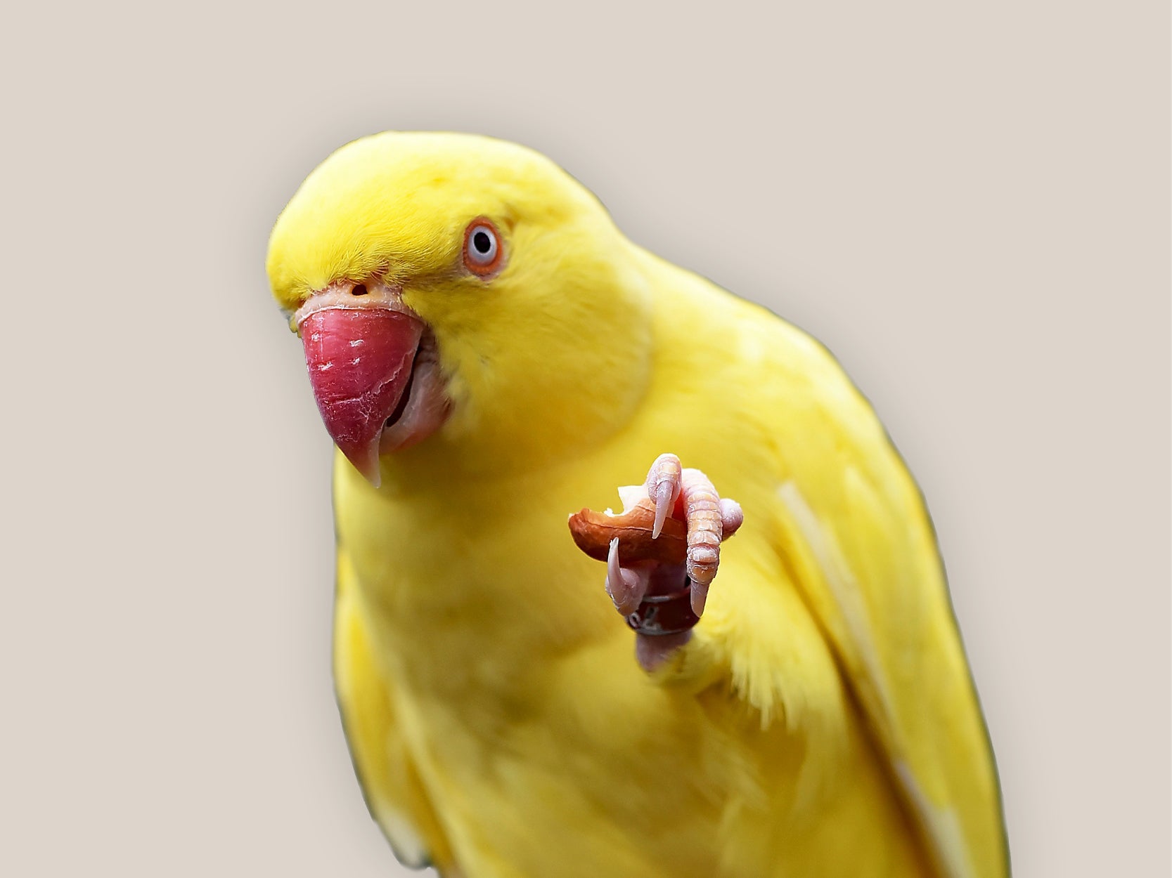 Cage and Aviary Bird Supplies | Feed & Toys | Zoar’s Ark | Zoars Ark ...