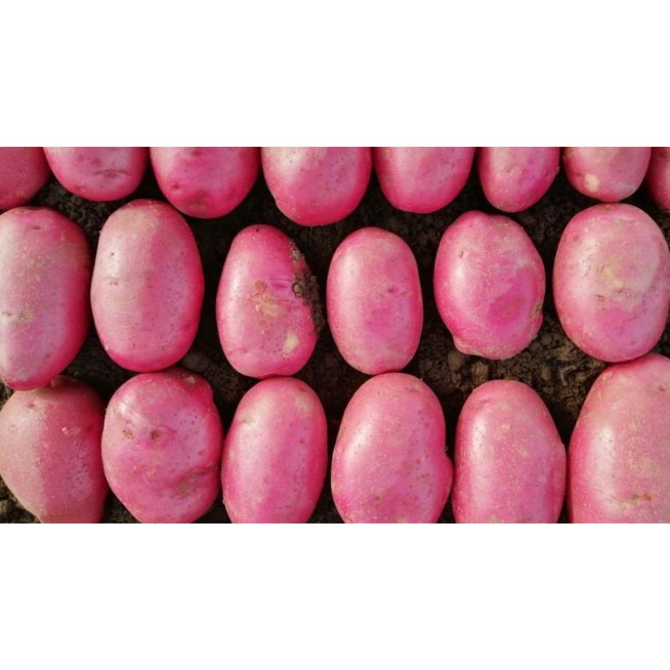 Caledonian Rose Maincrop Seed Potatoes - 25kg / Maincrop | Zoars Ark ...